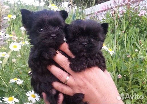 Йоркширские терьеры