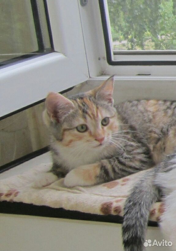 Котенок девочка