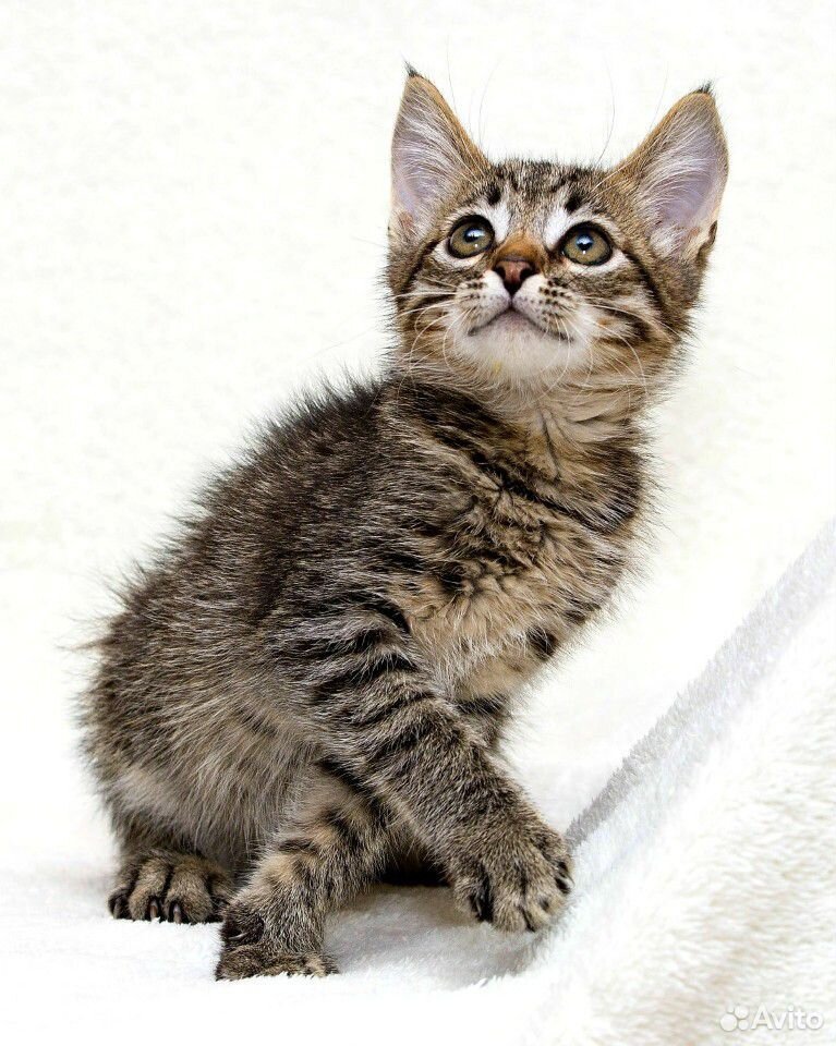 Тигрята ищут дом