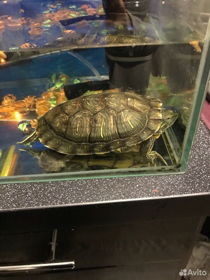 Красноухая морская черепаха