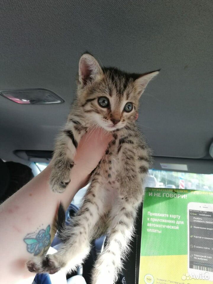 Кошечка Булочка 1.5 мес
