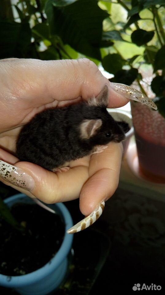 Мышки декоративные