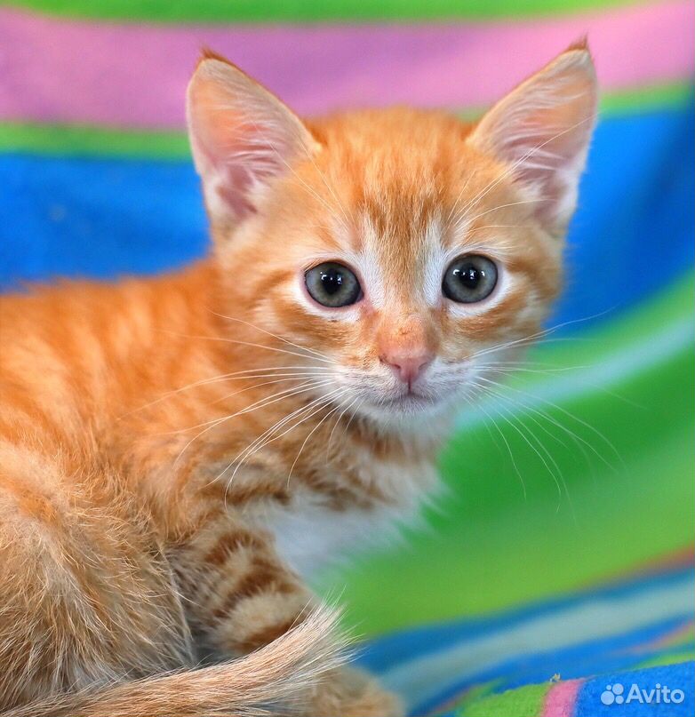 Леденец - солнечный малыш в дар