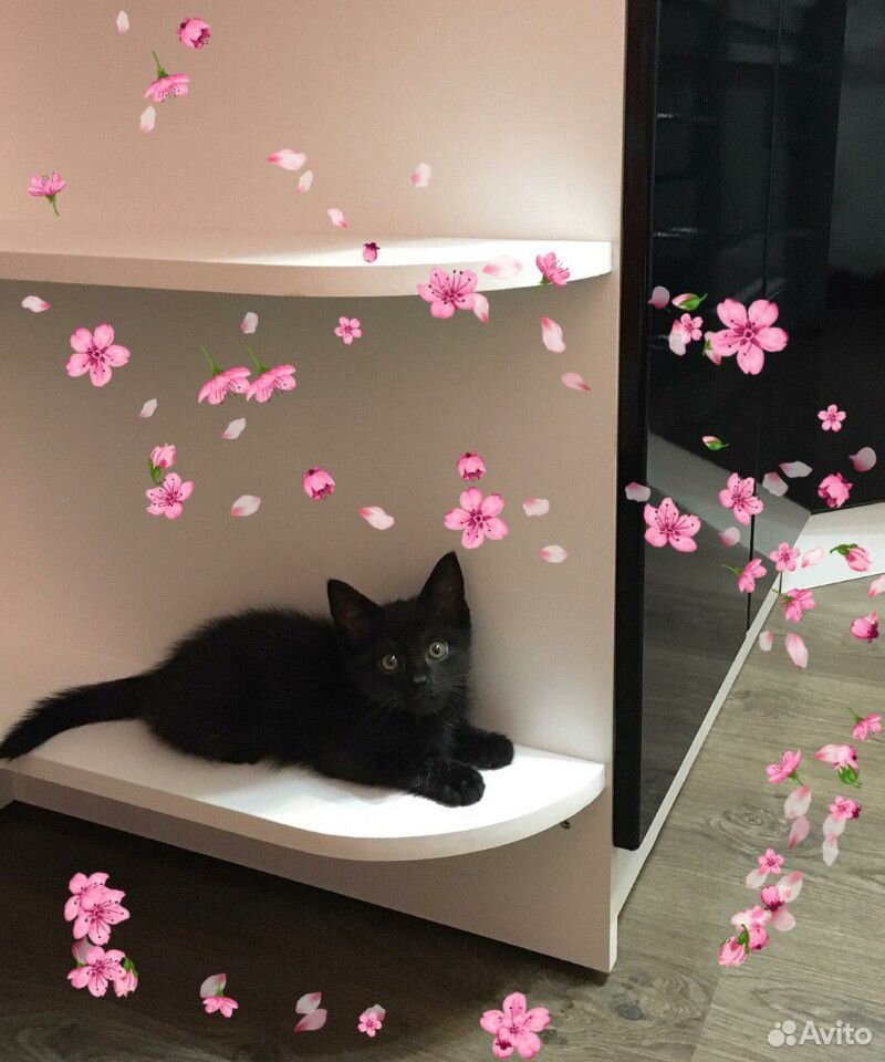 Ласковый малыш ищет любящего хозяина