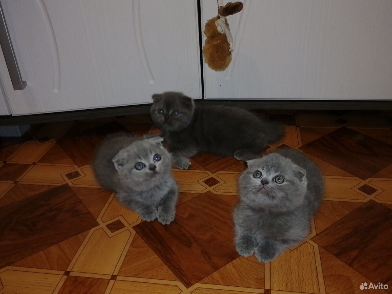 Британская вислоухая