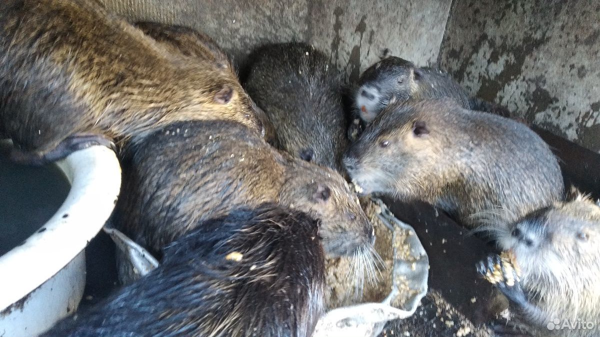 Нутрии на убой