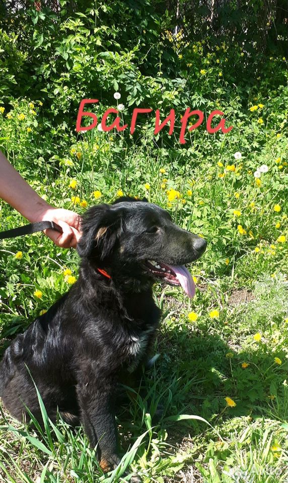 Собака Багира