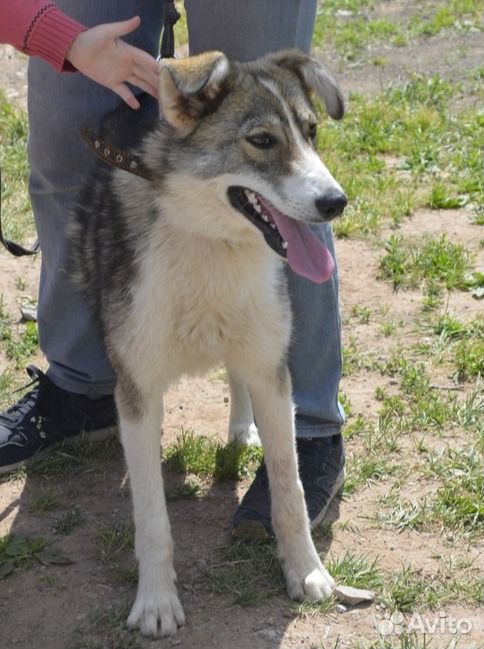 Добрейшей души собачка Даша ищет дом