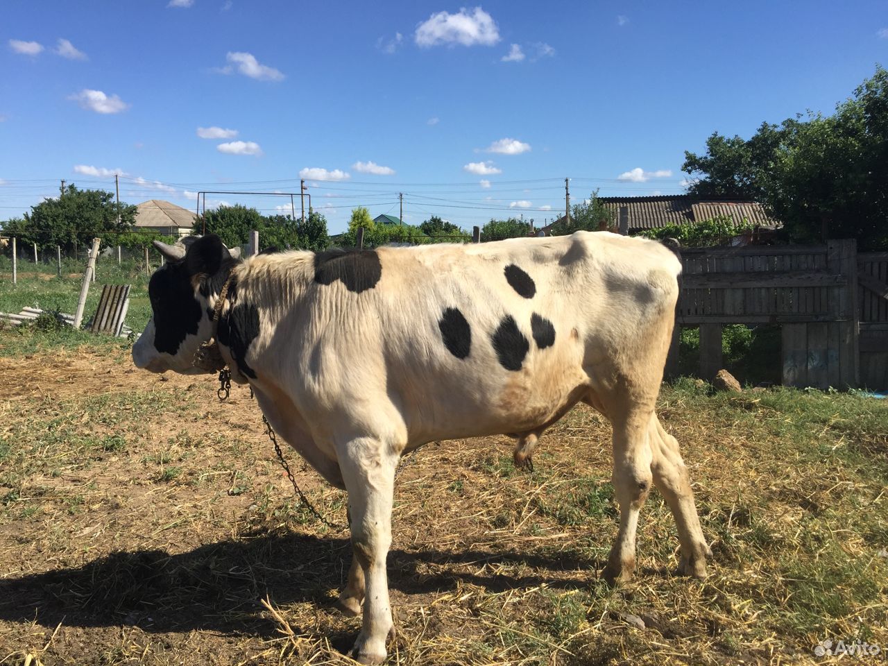 4 Бчка большой 45 тыс по меньше по 30 тысяч