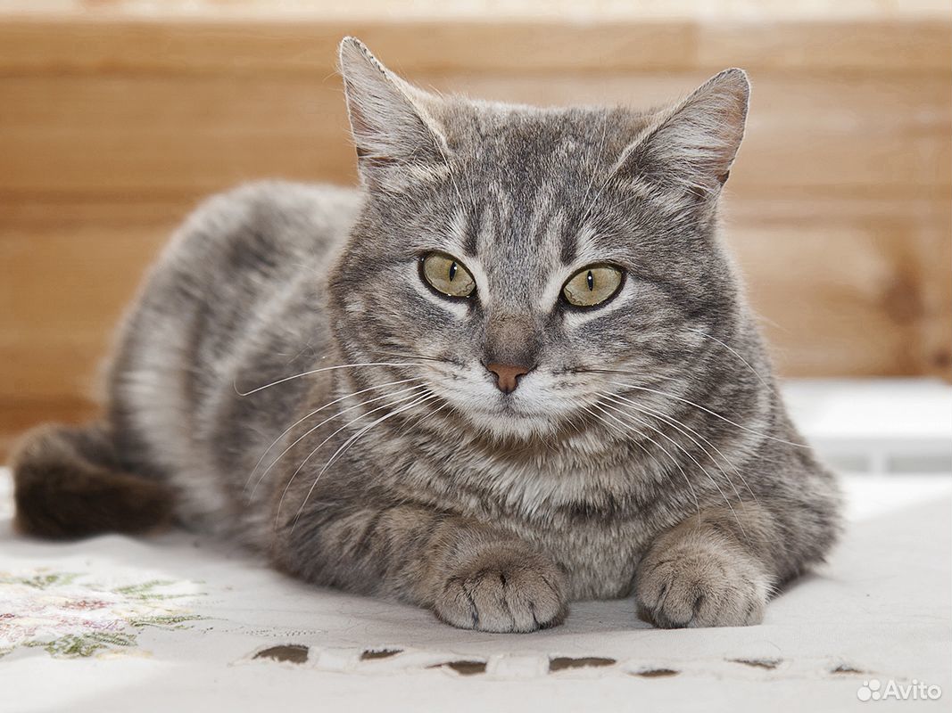 Кошка миниатюрная в дар