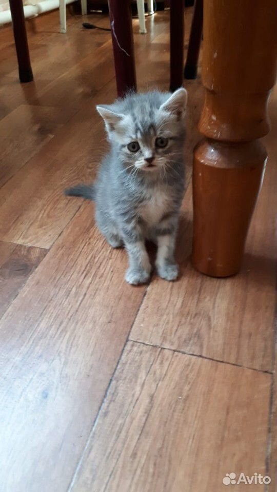 Шотландские котята
