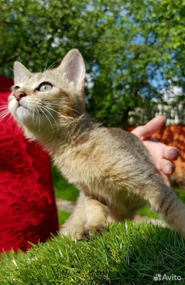 Кошка чаузи ф3