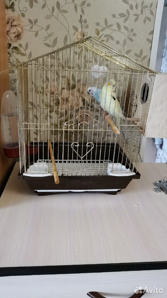 Продам парочку с клеткой