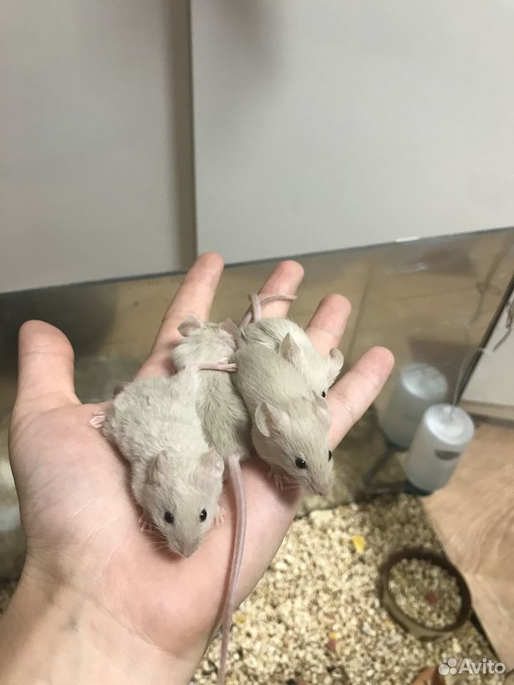 Милые декоративные мышки)