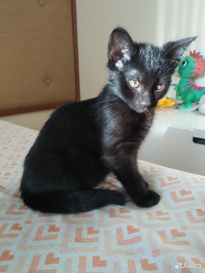Кошка