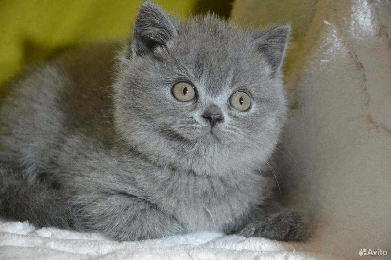 Британская голубая