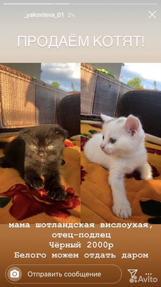 Котята шотландские вислоухие
