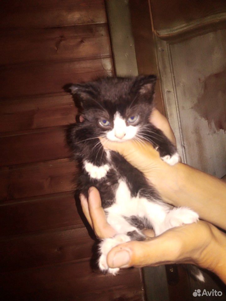 Котята в добрые и заботливые руки