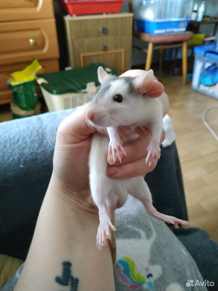 Крыса