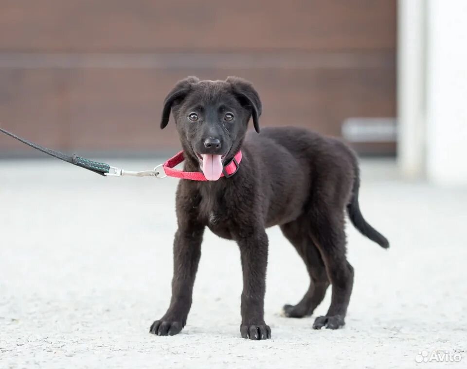 Щенуля Бэтти ждет семью