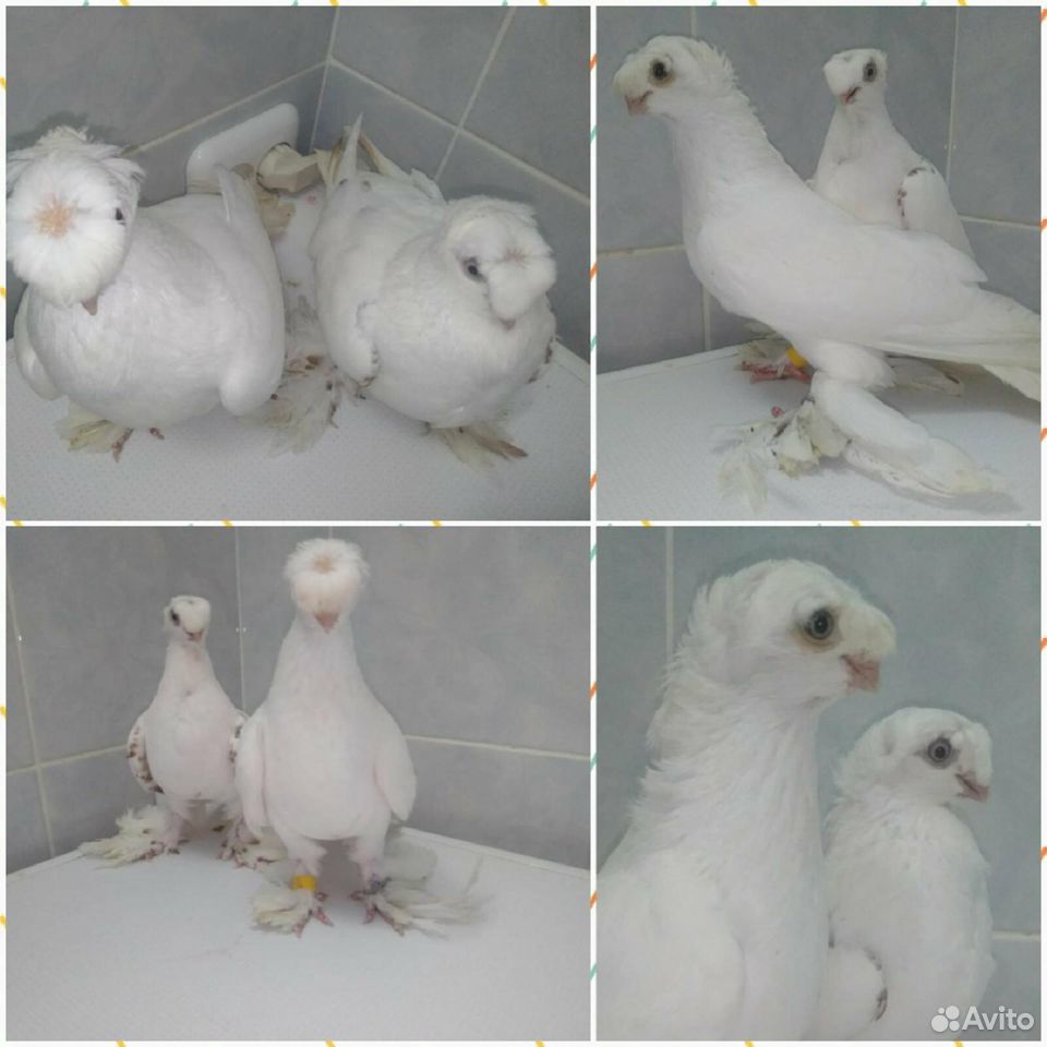 Голуби узбекские