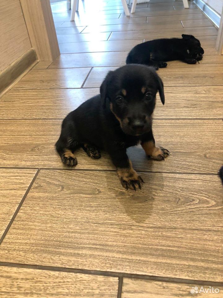 Такса метис