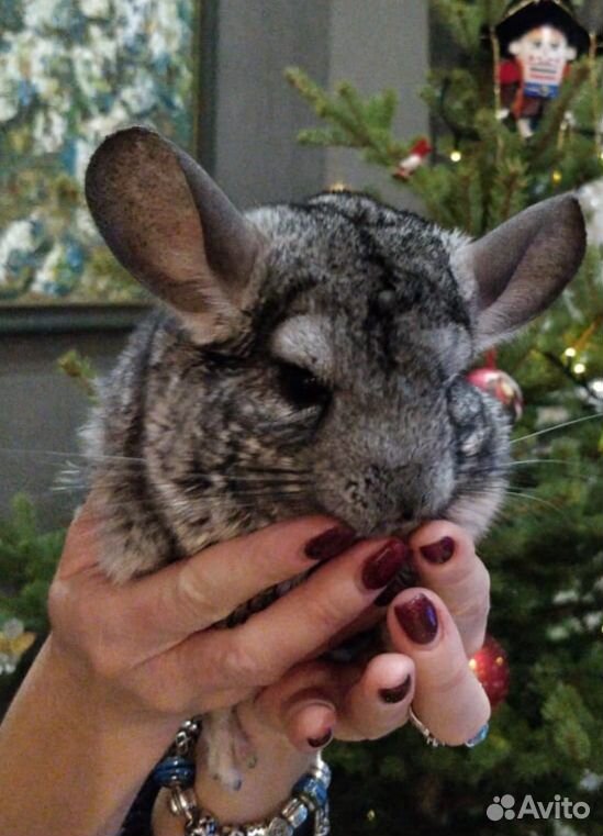 Шиншилла, самец, 4 года