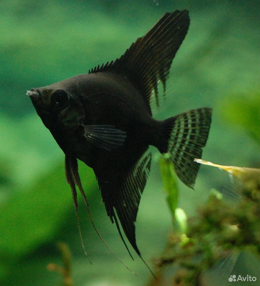 Отдам/Продам подросших рыбок