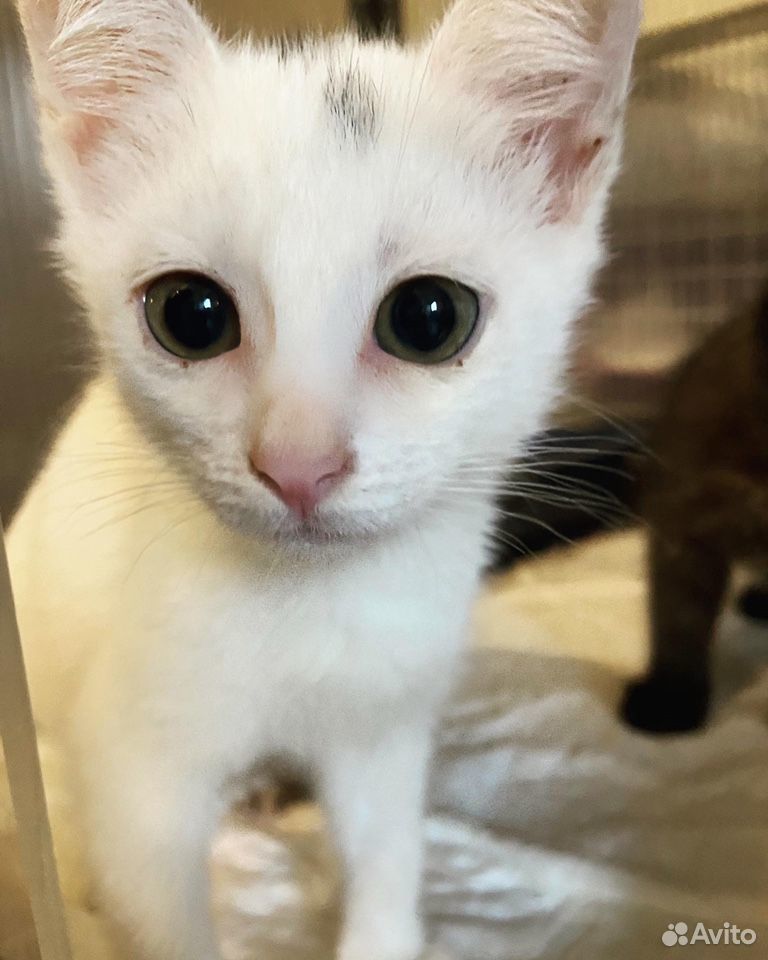 Котёночек в дар