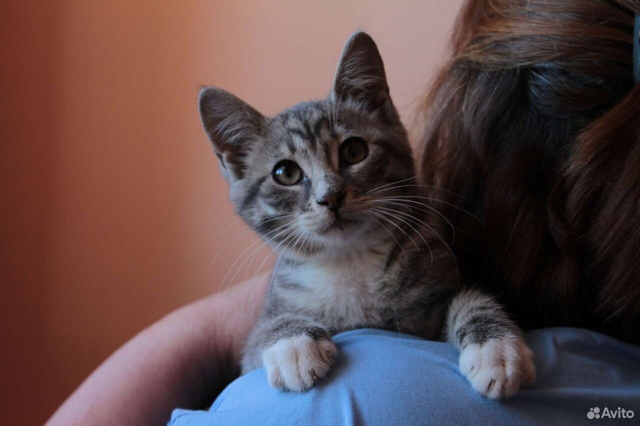 Котенок мальчик 2.5 мес