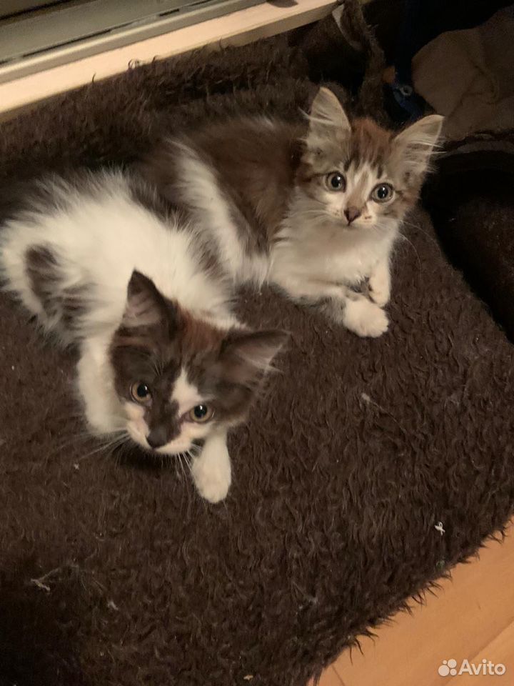 Котята