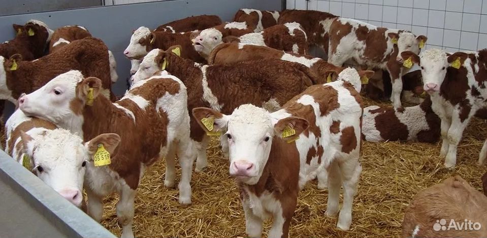 Телята и бычки симменталы
