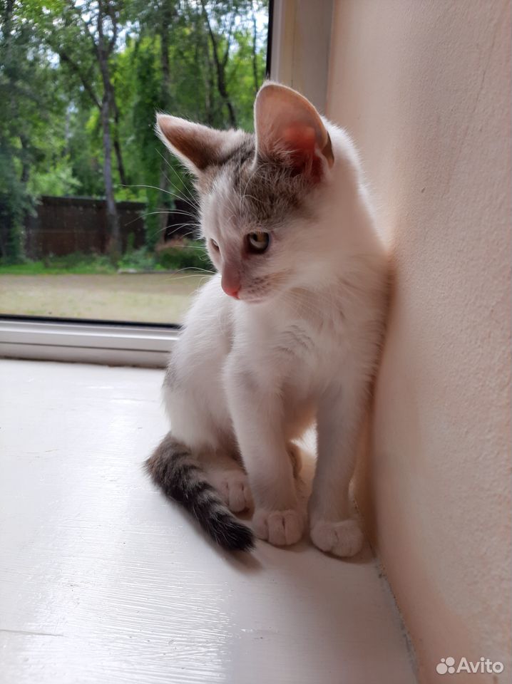Котята
