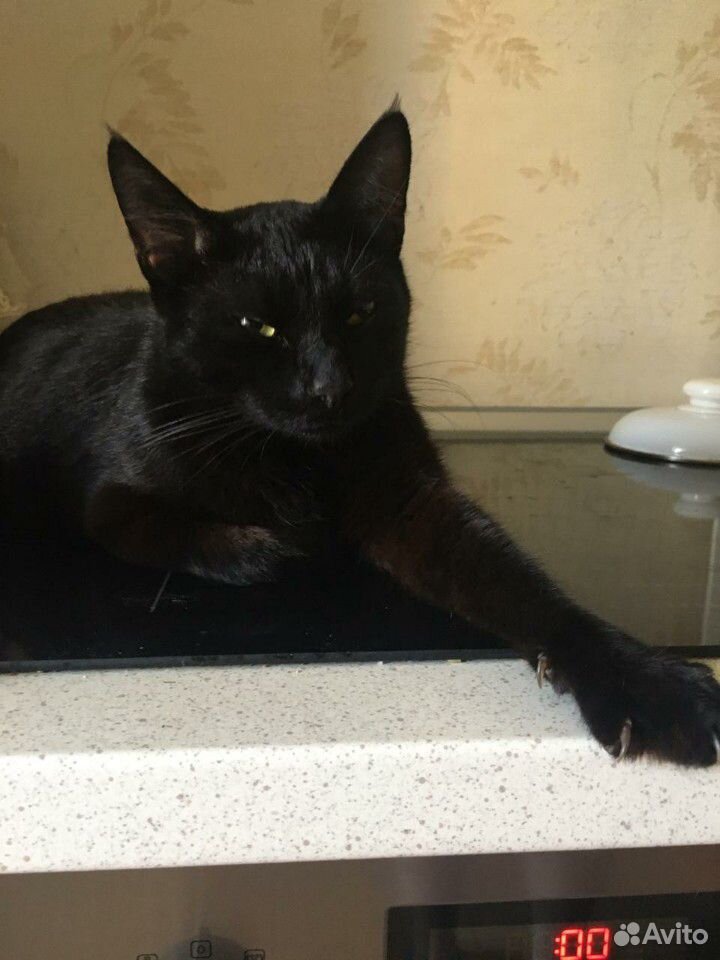 Черныш ищет дом. Котик, 1 год