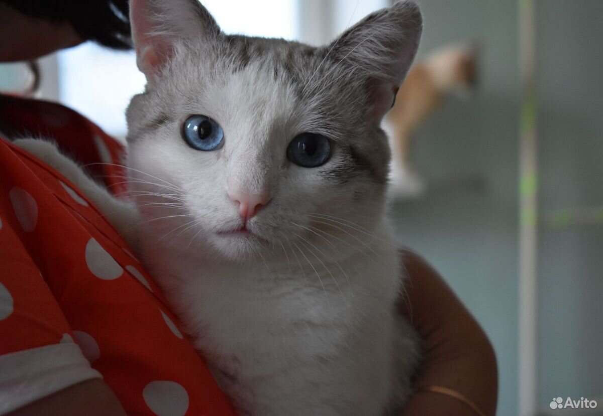 Тайский кот Семочка