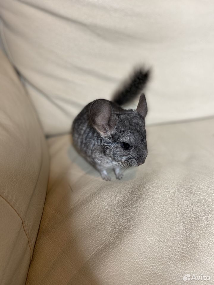 Шиншилла 2,5 месяца