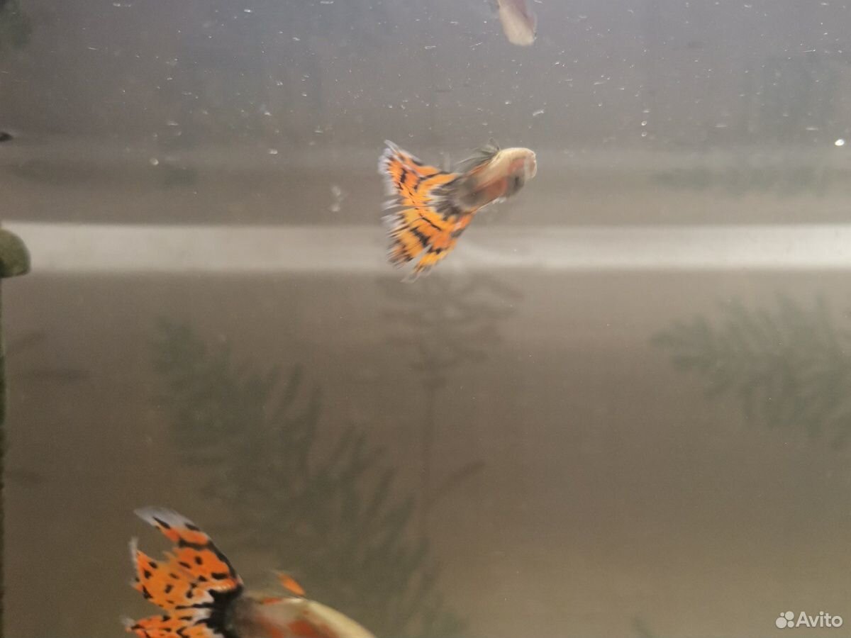 Гуппи бесплатно