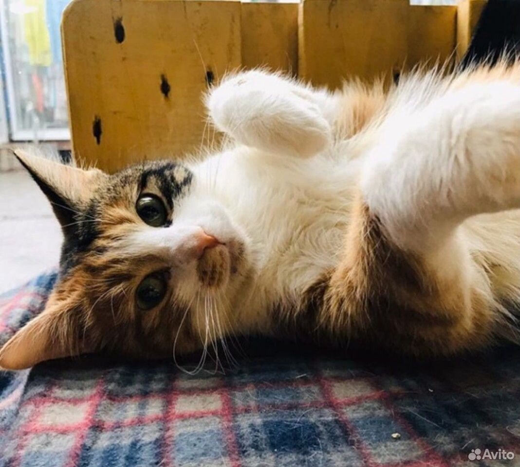 Мия ищет дом