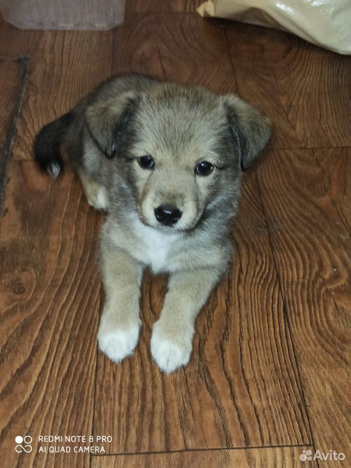 Щенок 1,5 мес. в хорошие руки