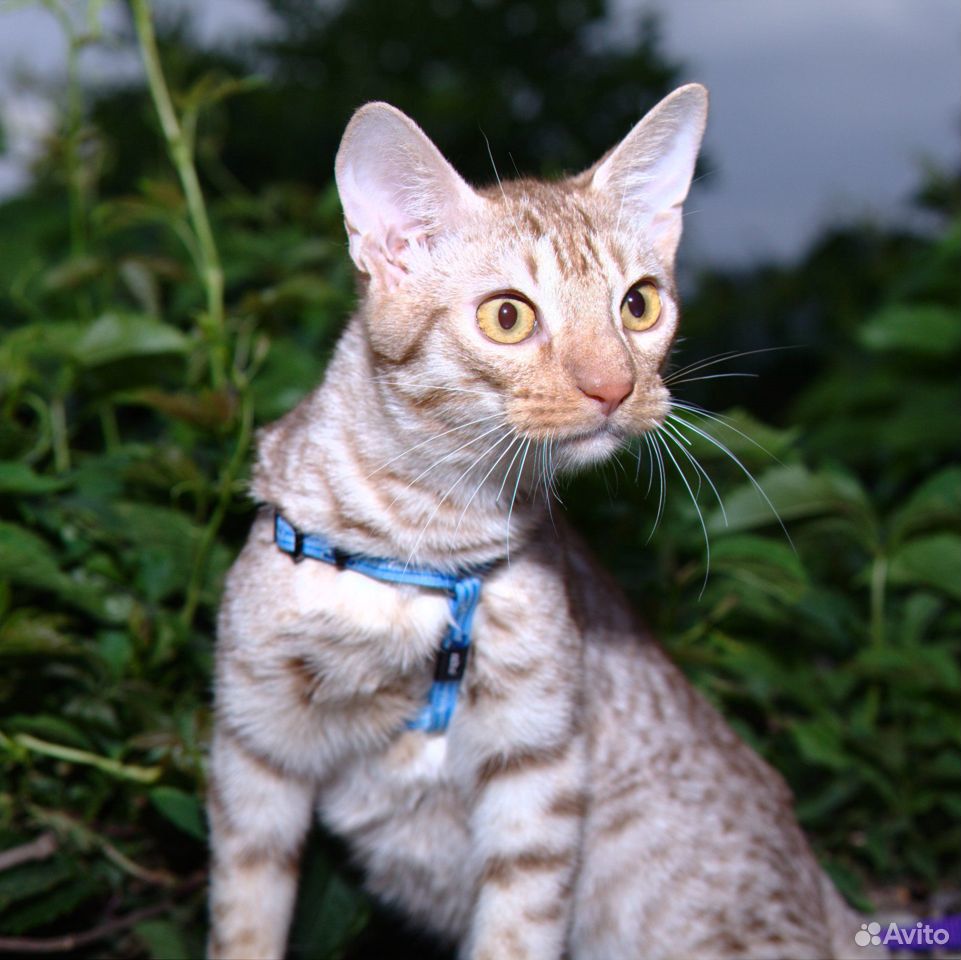 Котята оцикет