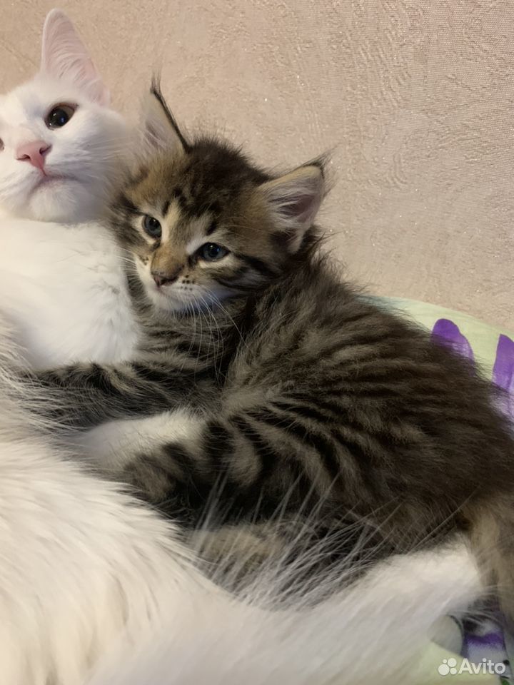 Котенок, мальчик, метис Ангоры