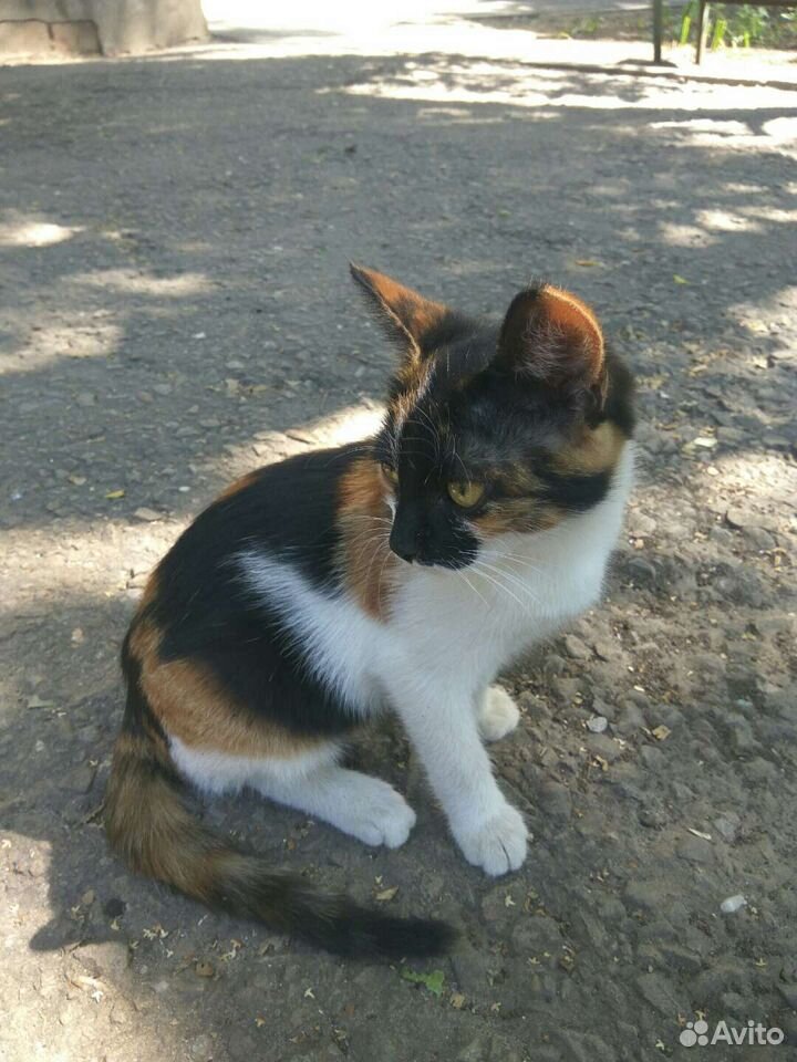 Трёхцветная кошечка котёнок