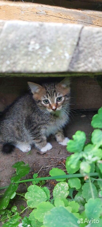 Котик в дар