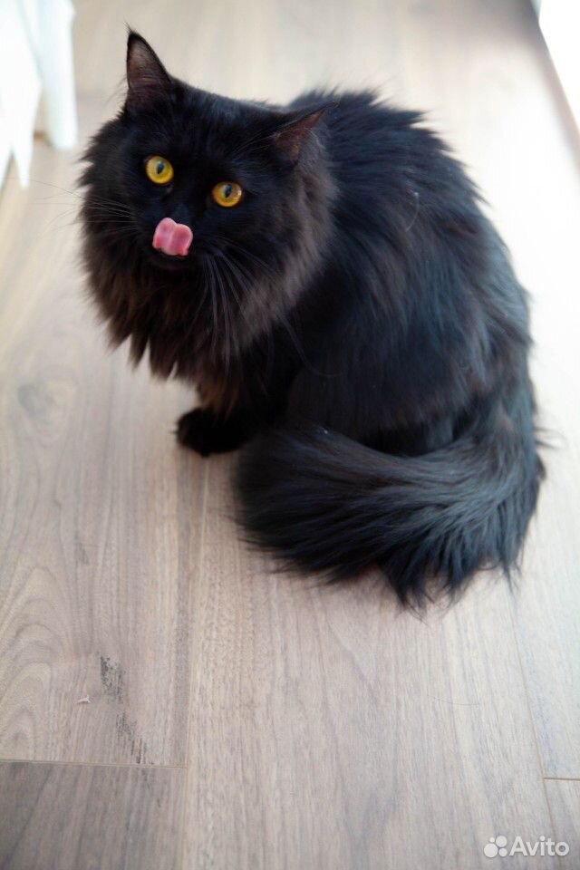 Милочка ищет дом