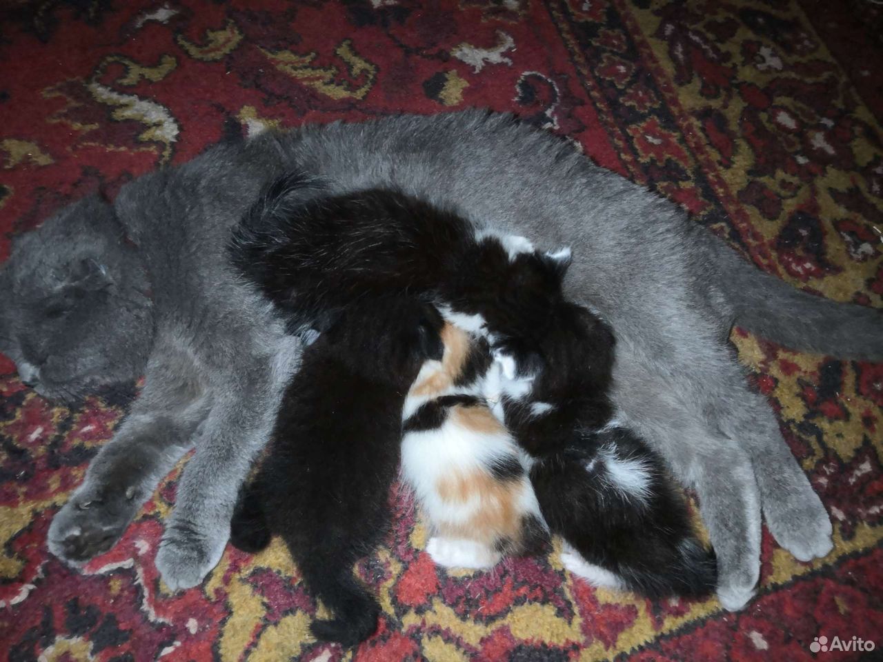 Отдаем вислоухих котят