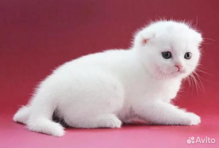 Кошка шотланка вислоухая