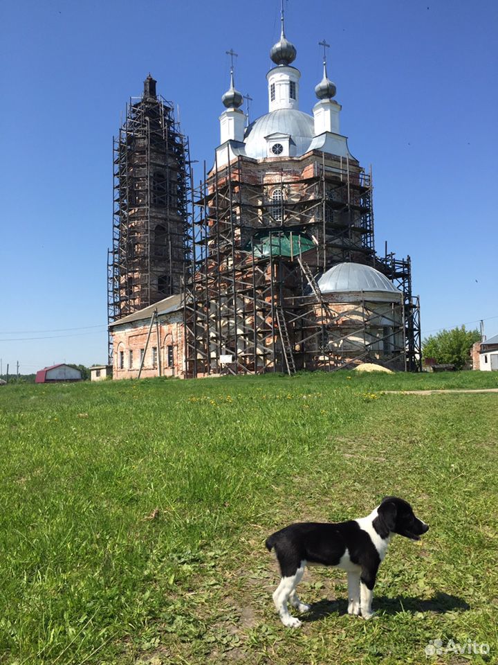 Собака