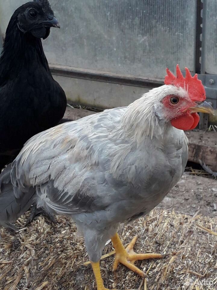 Петушки молодые