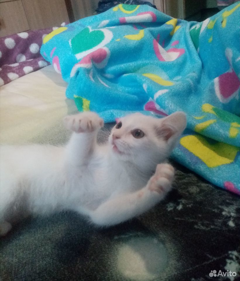 Котенок девочка. отдам