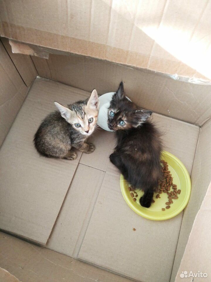 Потята в добрые руки